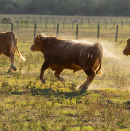 Certified Akaushi Beef Difference | HeartBrand Beef