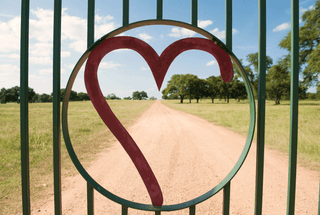 Certified Akaushi Beef Difference | HeartBrand Beef