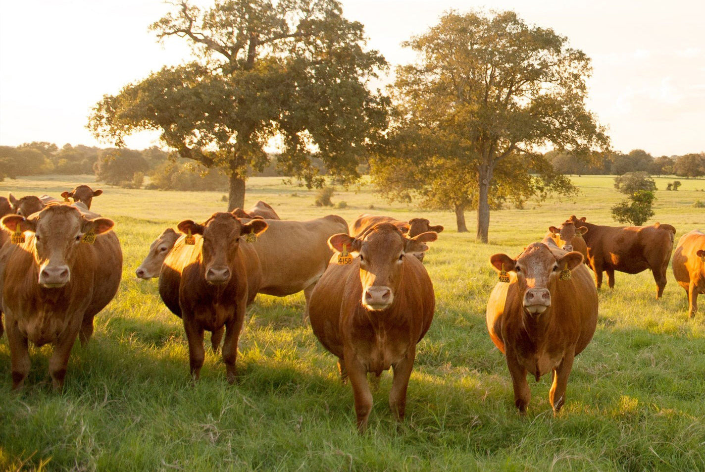 Certified Akaushi Beef Difference | HeartBrand Beef