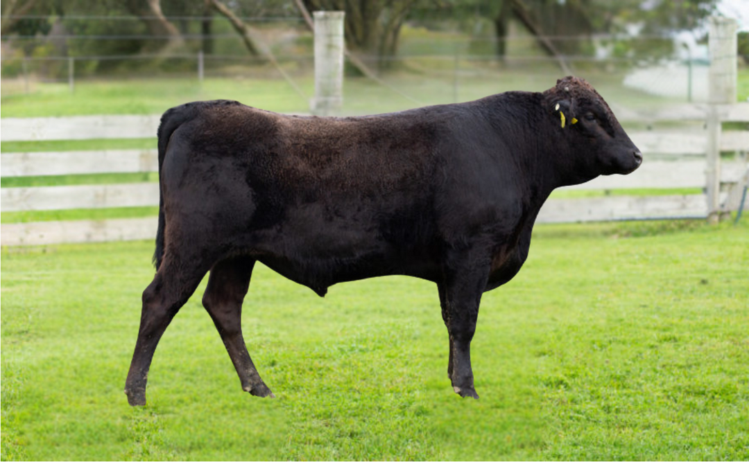 What is Wagyu? – HeartBrand® Beef